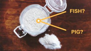 Pig Collagen vs Fish Collagen: What Brand Contains Which? | Wonect.Life